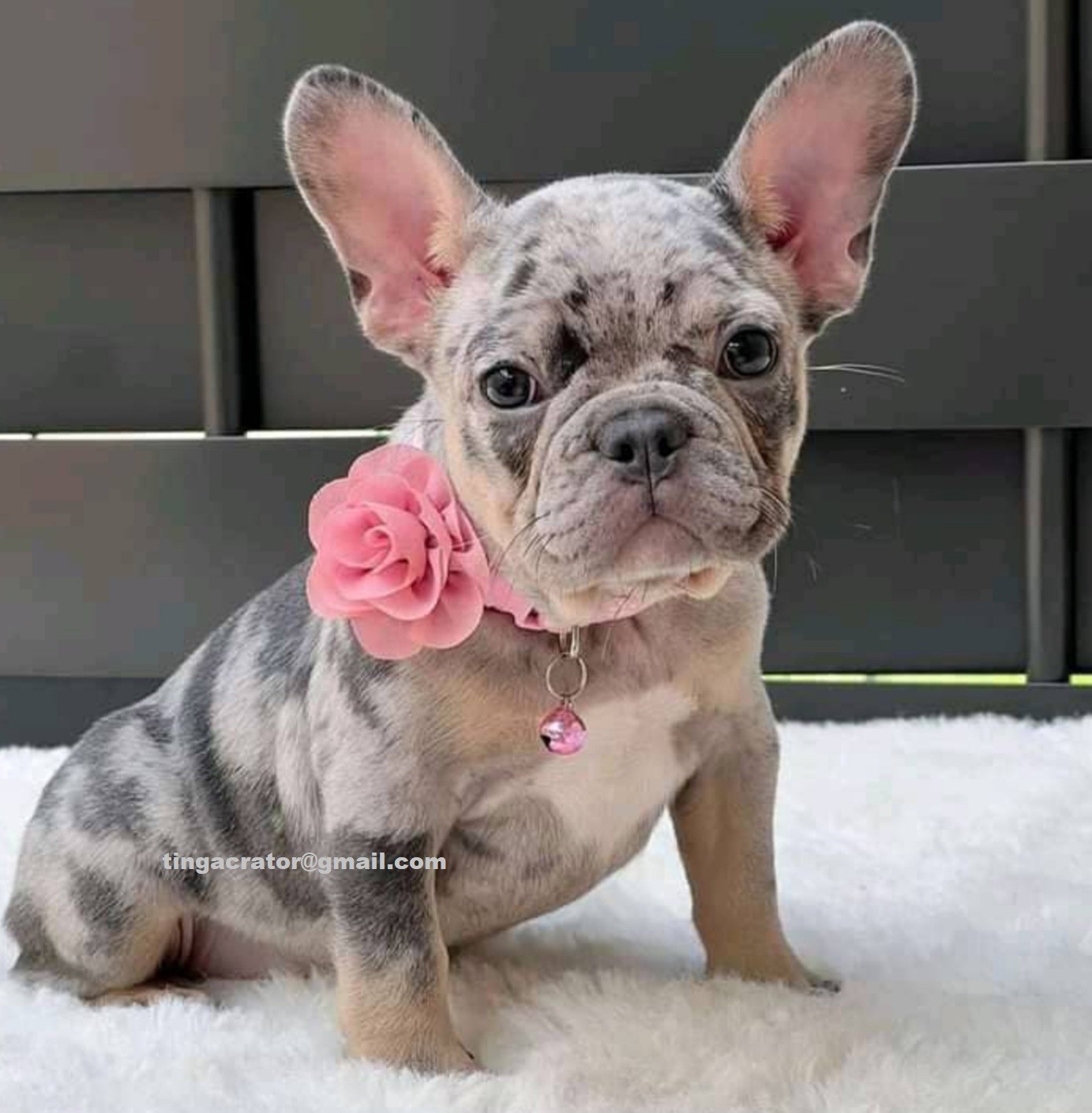 Healthy pure bred english bulldog puppies available | Looknet